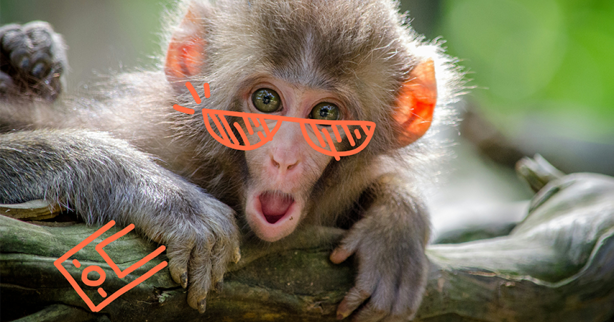 How to avoid monkey attacks while traveling? - Join Balcia